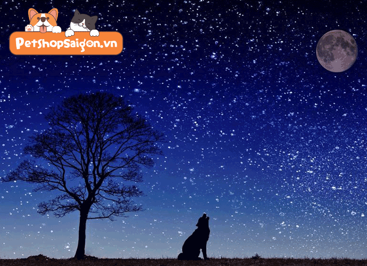 Chó Hú Vào Ban Đêm - Vietnam Mobile Day 2023